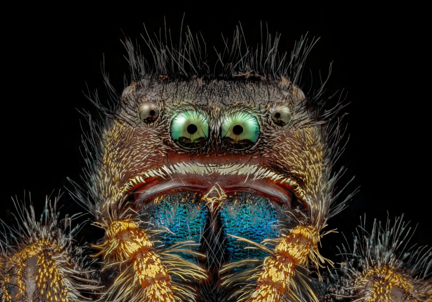 Links That Go Bump in the Night (October 2022) – SLIME MOLD TIME MOLD