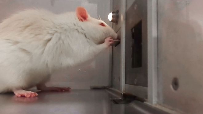 The Mind in the Wheel – Part IV: Learning – SLIME MOLD TIME MOLD